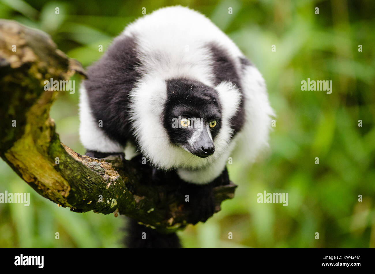 The Black and White Ruffed Lemur is a critically endangered species ...