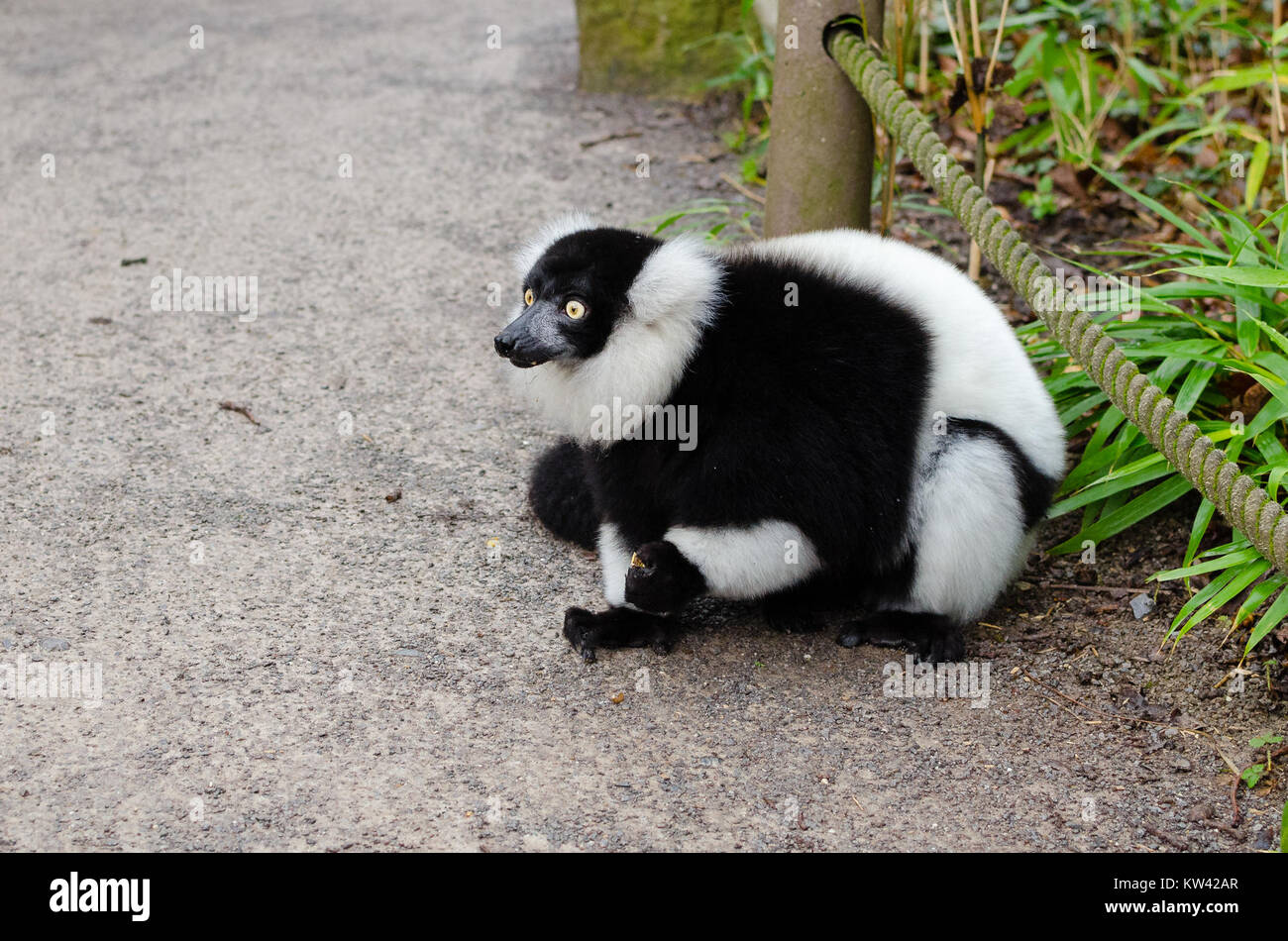 The black and white ruffed lemur is a species native to Madagascar ...