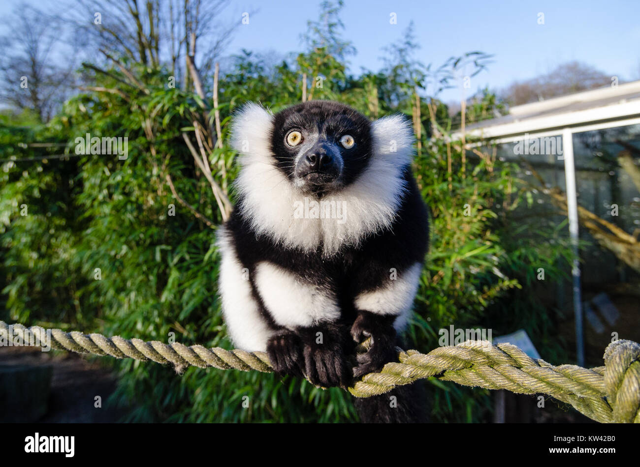 The black-and-white ruffed lemur is a critically endangered species ...
