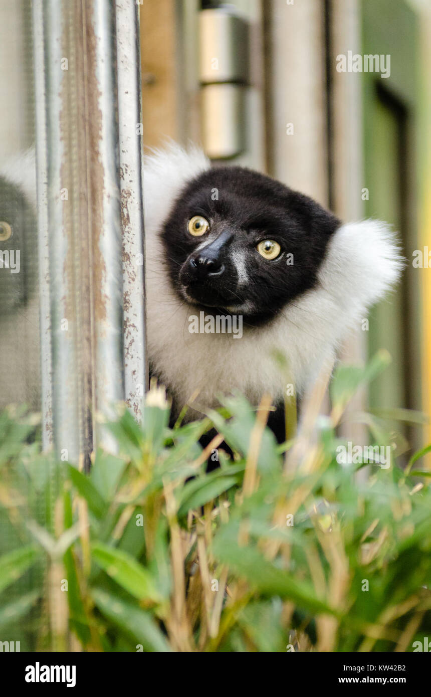 A photograph of a Black and White Ruffed Lemur, an endangered species ...