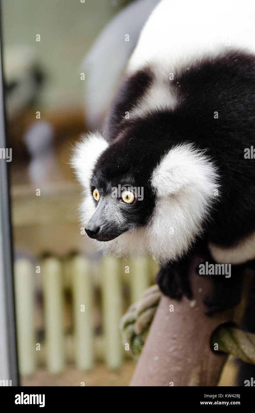 Primate habitat threat hi-res stock photography and images - Alamy