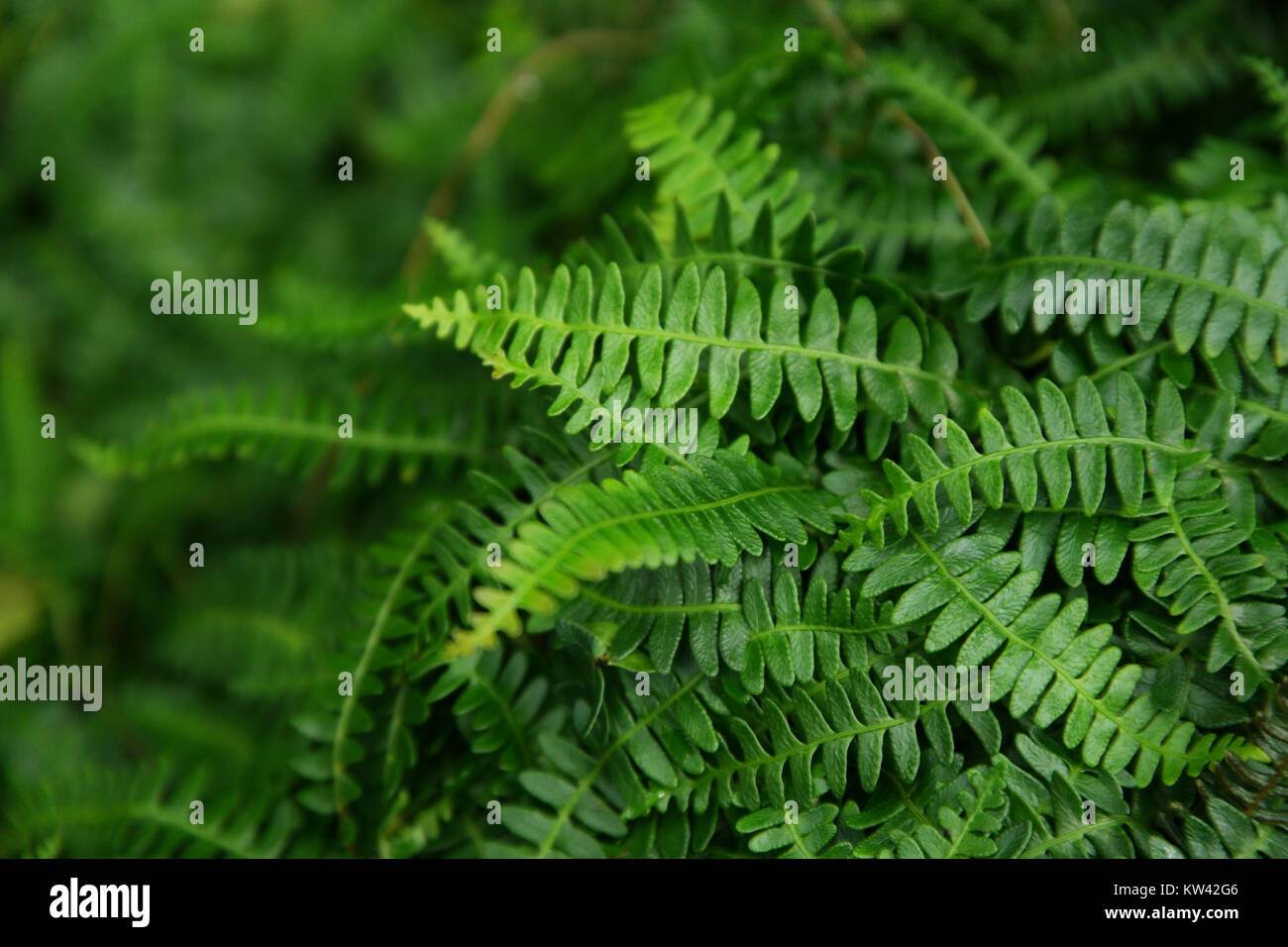 Blechnum penna marina, a species of fern, is displayed in the Sub ...