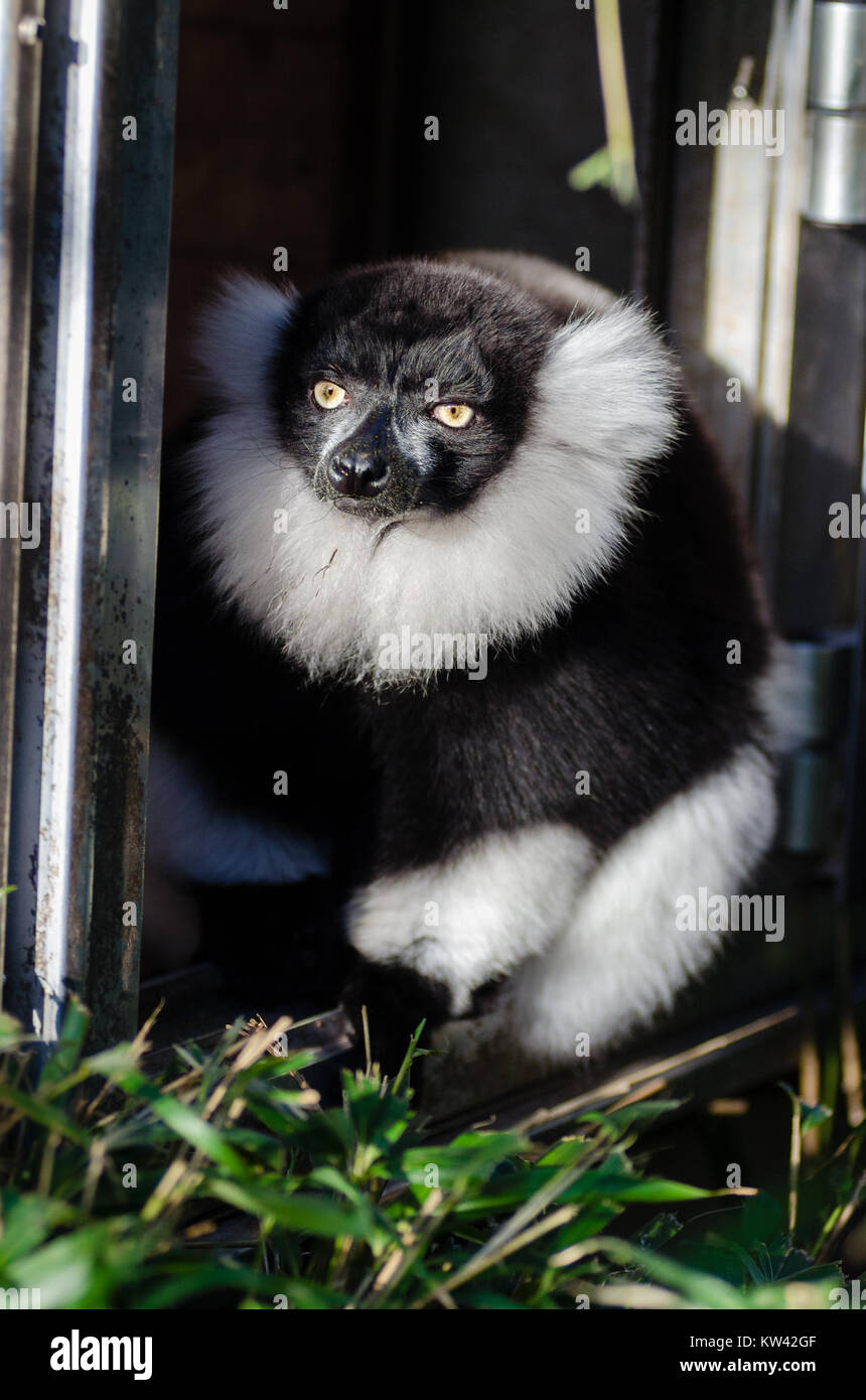 Black and white Ruffed Lemur (25027965436 Stock Photo - Alamy