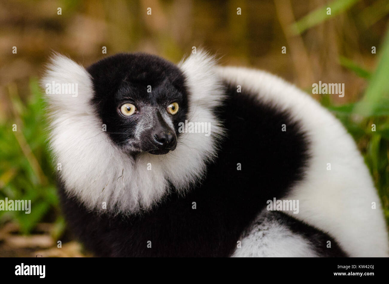 The Black and White Ruffed Lemur is an endangered species native to ...