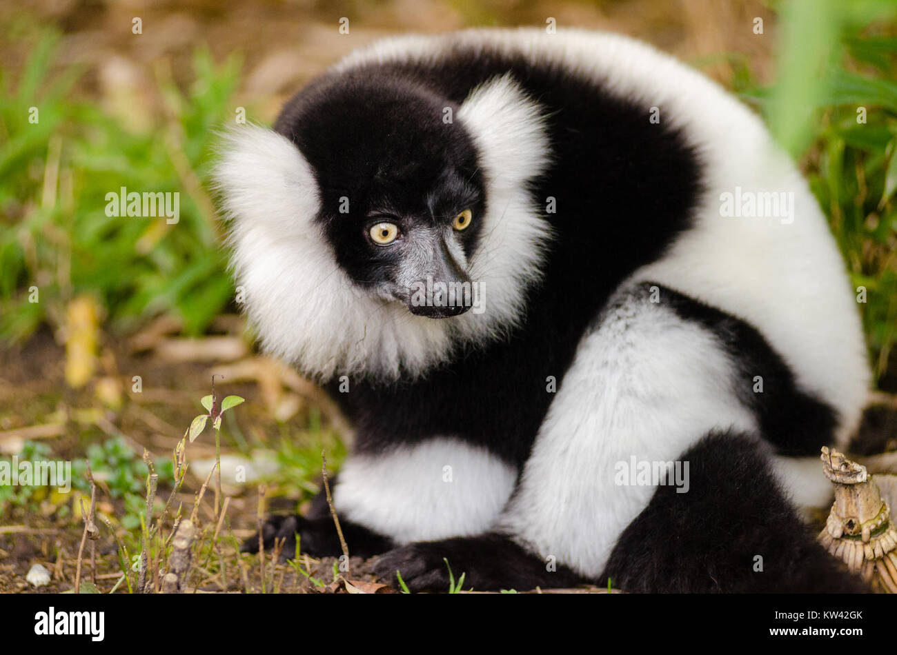 The Black and White Ruffed Lemur is an endangered species native to ...