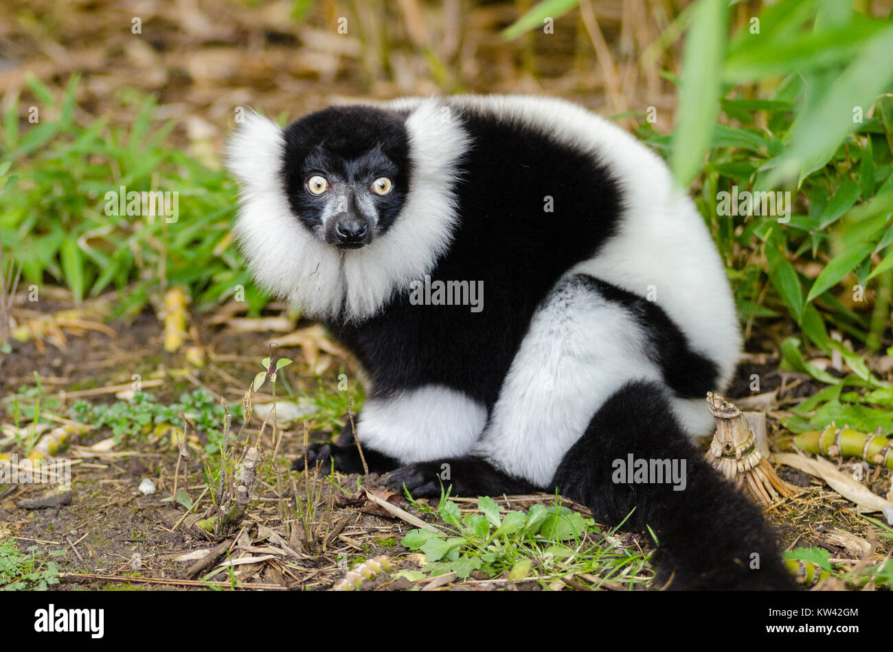 The *Black and White Ruffed Lemur* is an endangered species native to ...