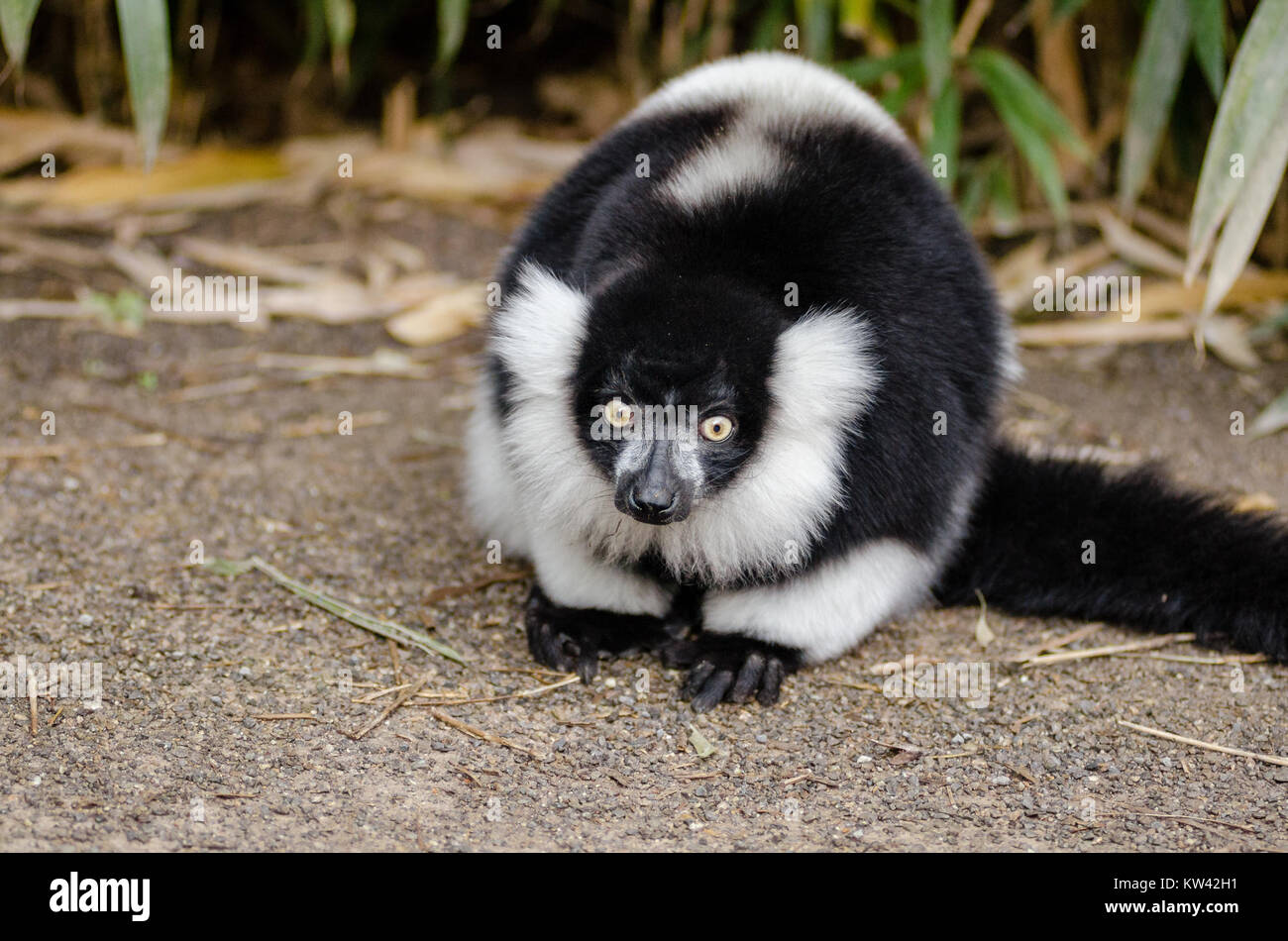 The Black and White Ruffed Lemur is an endangered species native to ...