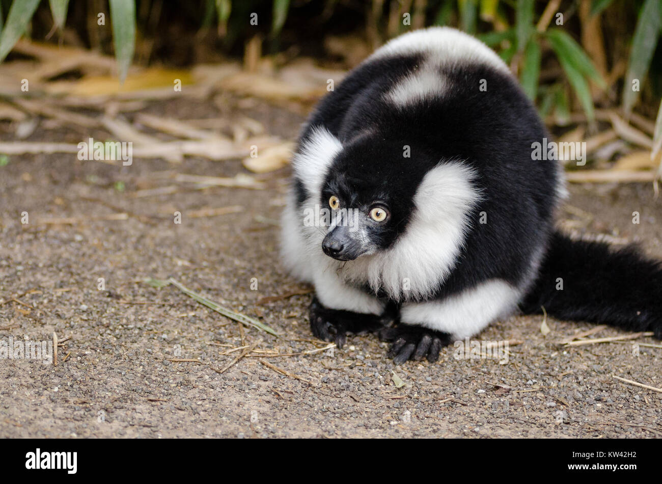 The black and white ruffed lemur is a critically endangered species ...