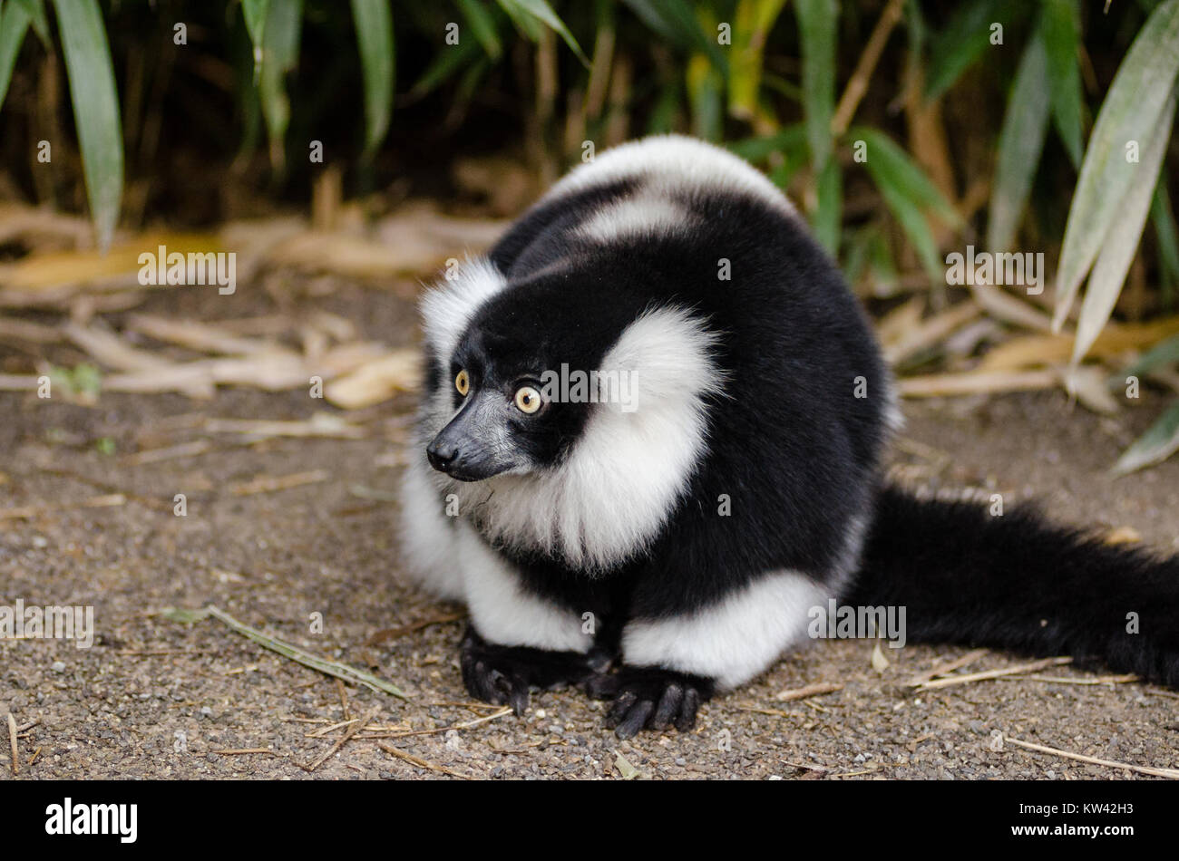 The black-and-white ruffed lemur is a critically endangered species ...