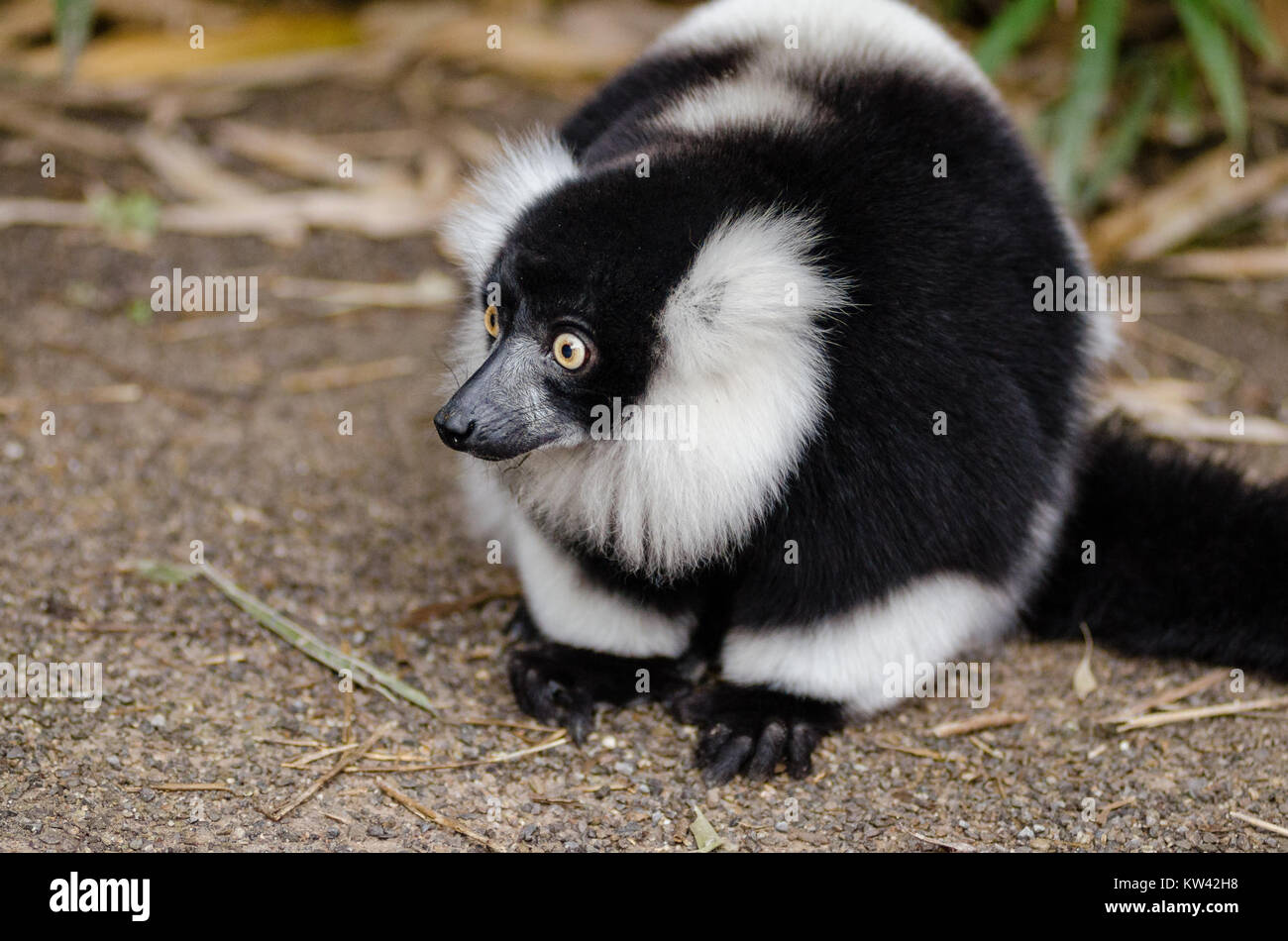 A photograph of a Black and White Ruffed Lemur, a critically endangered ...