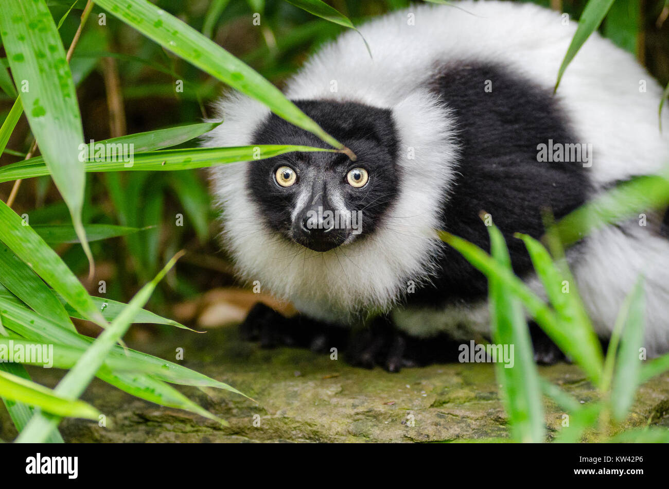 The Black and White Ruffed Lemur, native to Madagascar, is known for ...