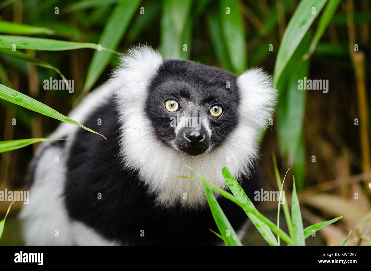 The Black and White Ruffed Lemur is a critically endangered species ...
