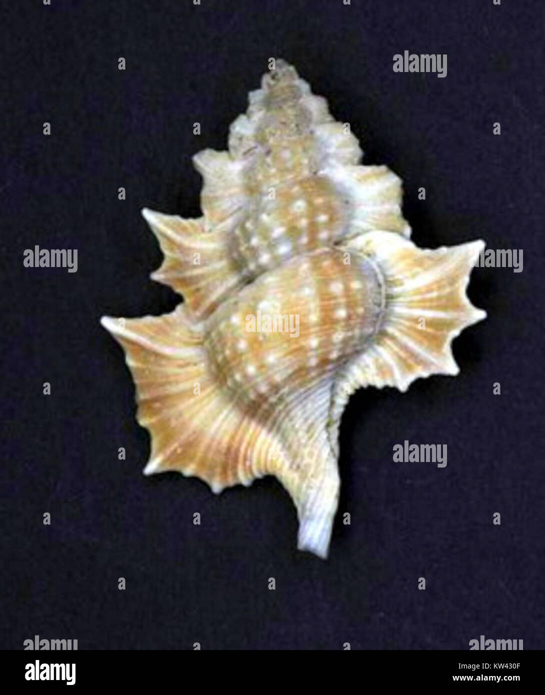 Biplex hi-res stock photography and images - Alamy