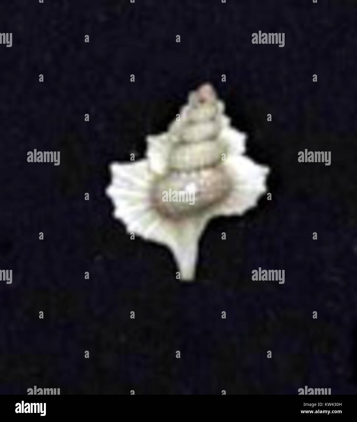 Biplex pulchella 001 Stock Photo - Alamy