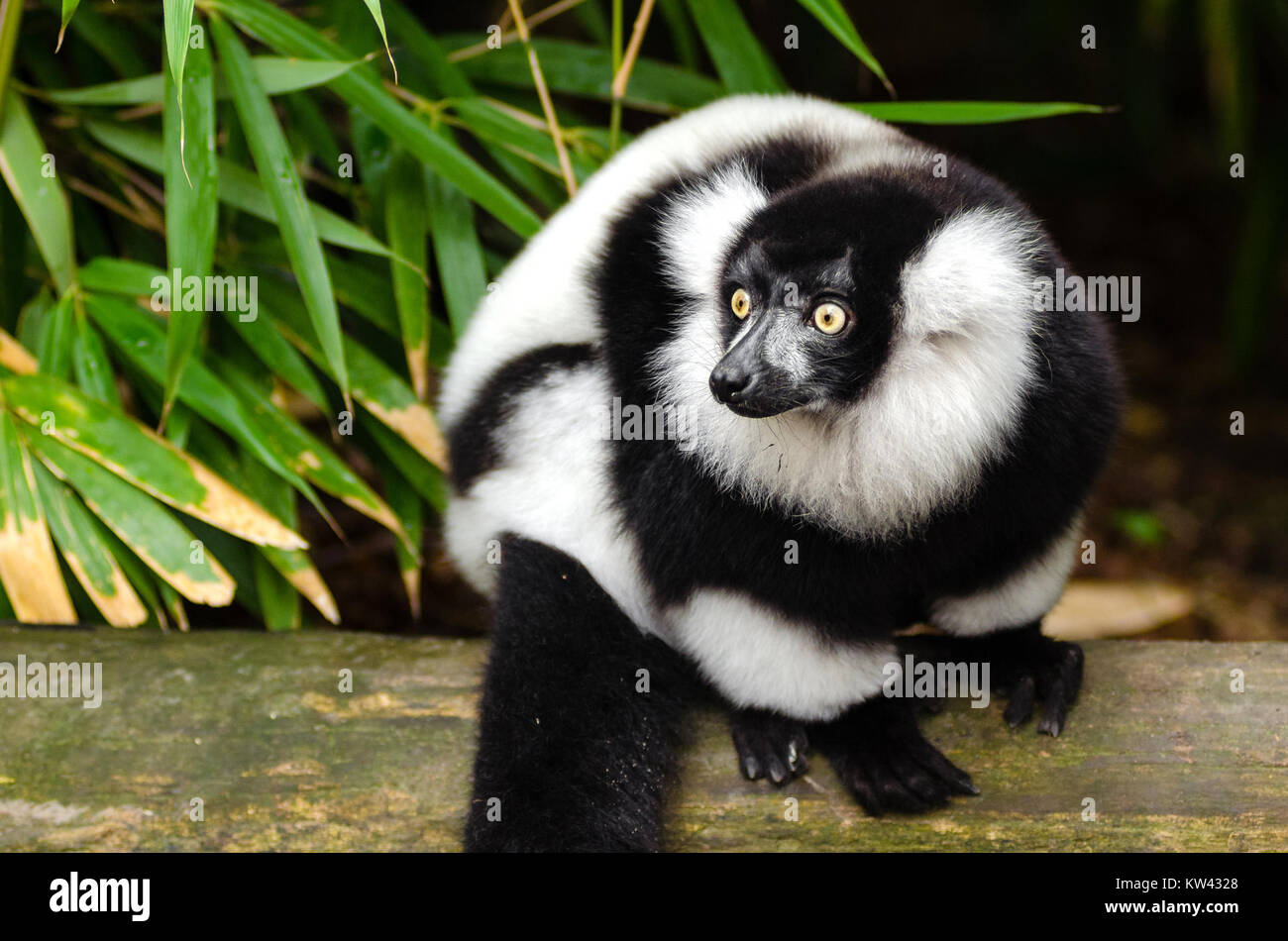 The black and white ruffed lemur is a critically endangered species ...