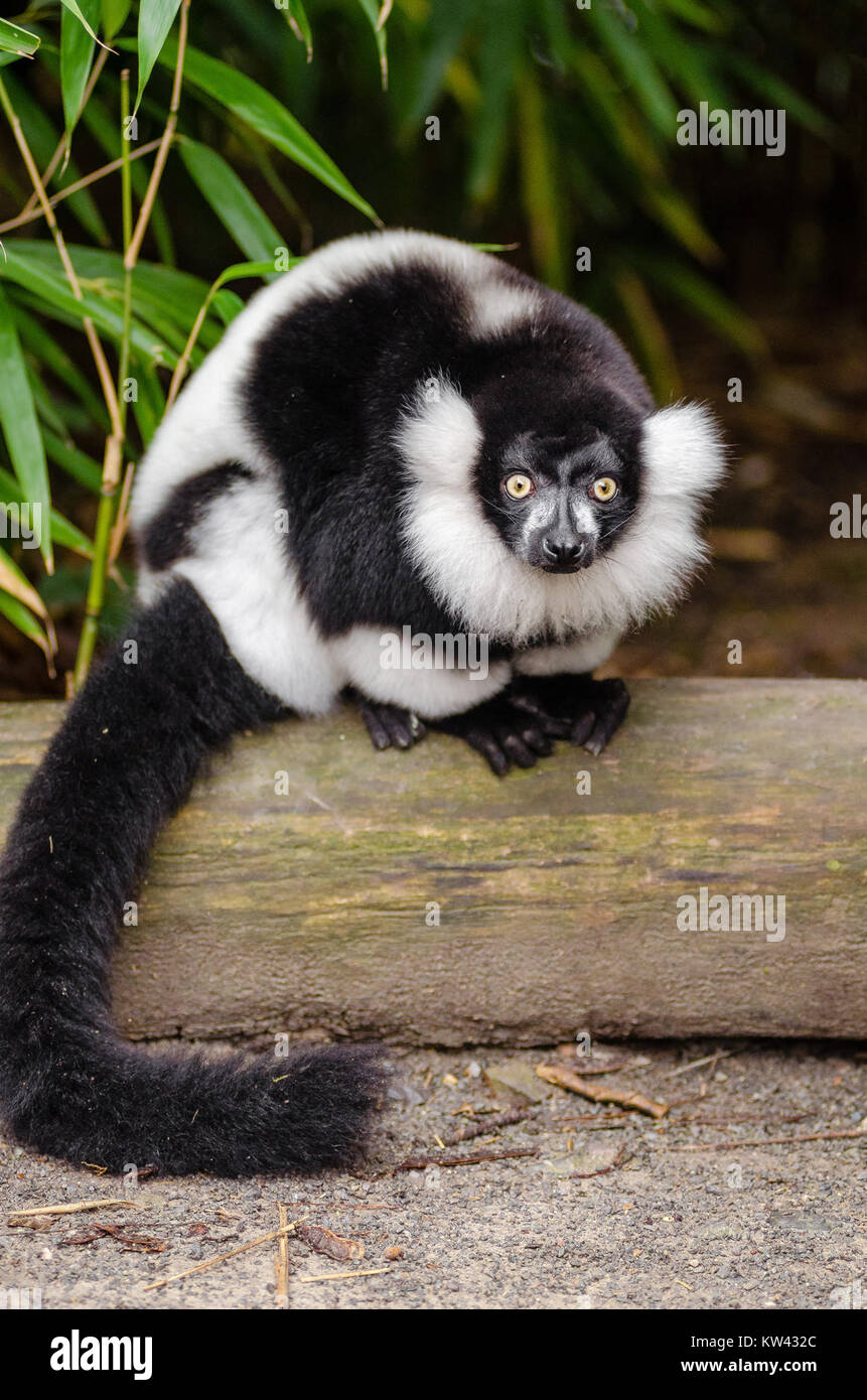 A Black-and-white Ruffed Lemur, an endangered species native to ...