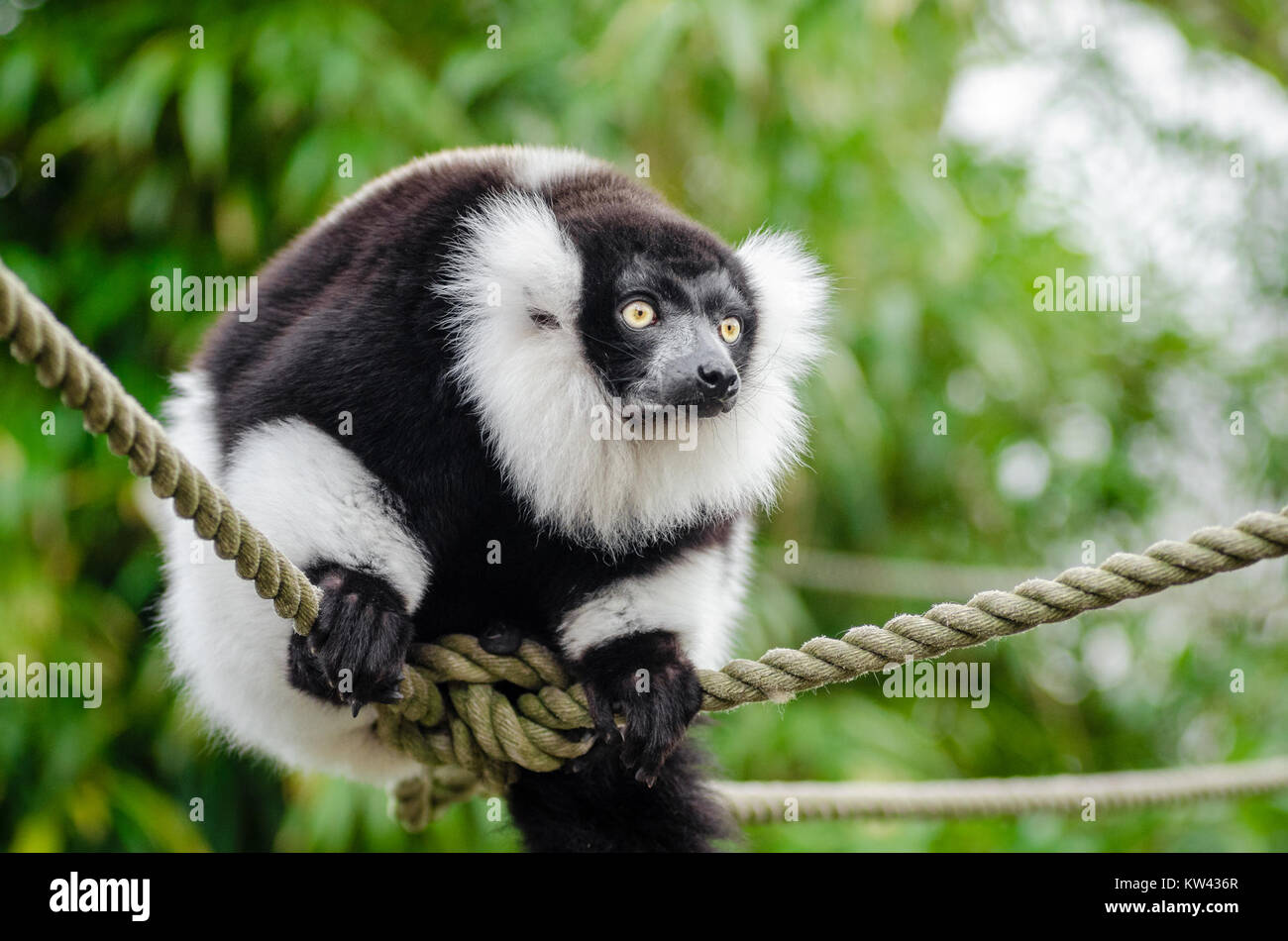 A black and white ruffed lemur, native to Madagascar, photographed in ...
