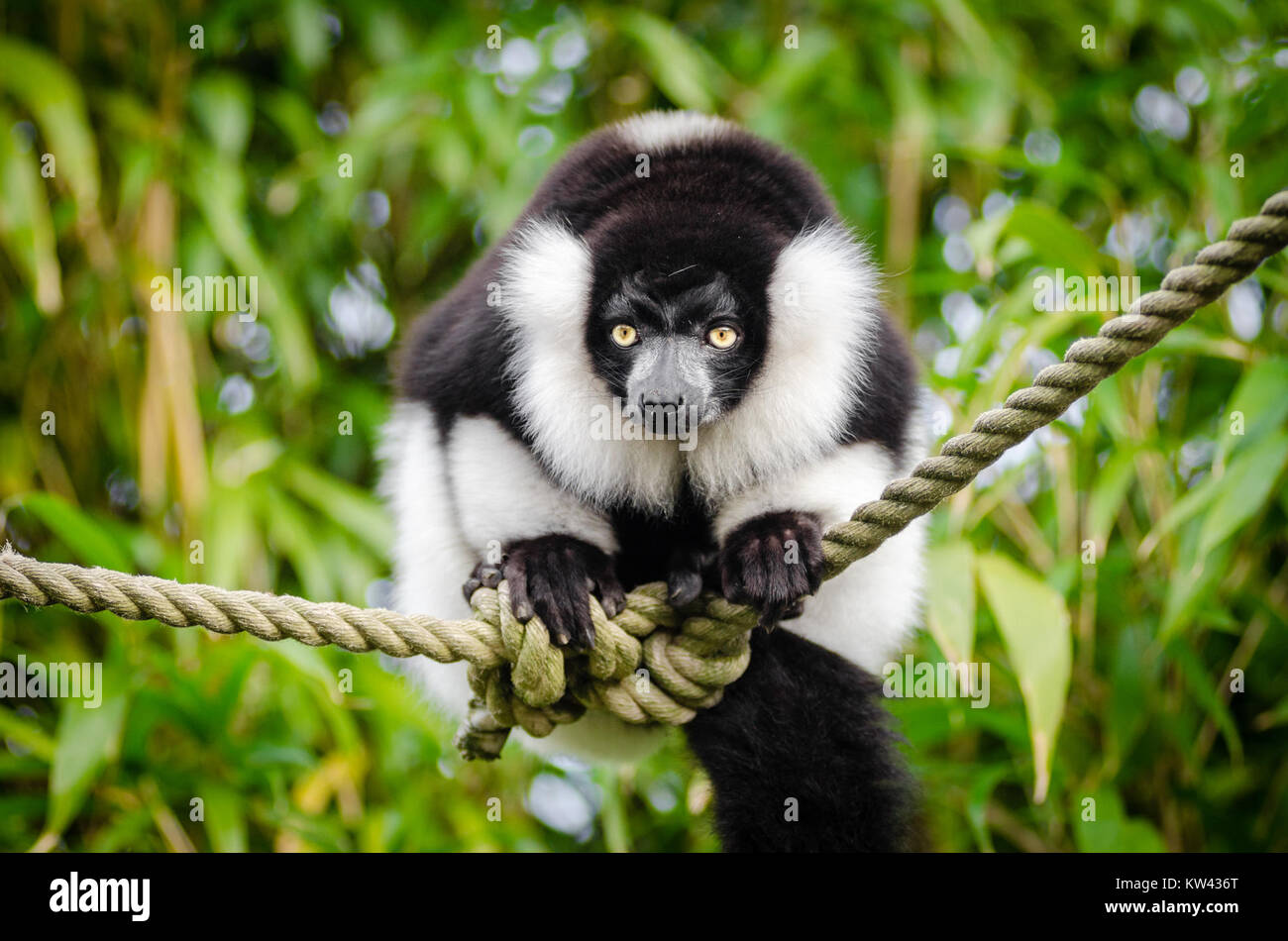 The Black and White Ruffed Lemur is a critically endangered species ...