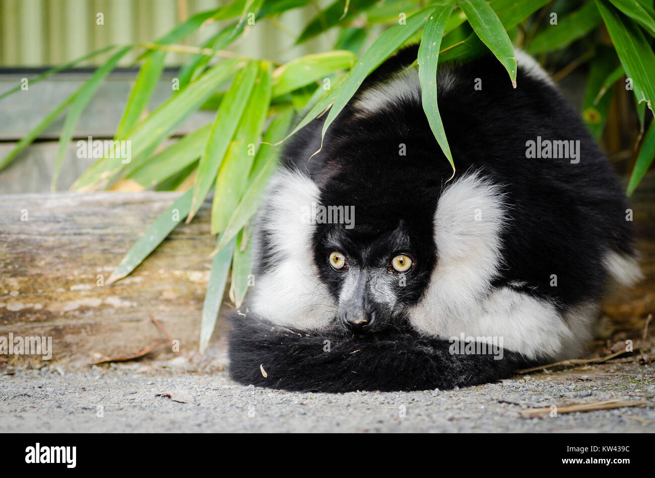The black-and-white ruffed lemur is a critically endangered species ...