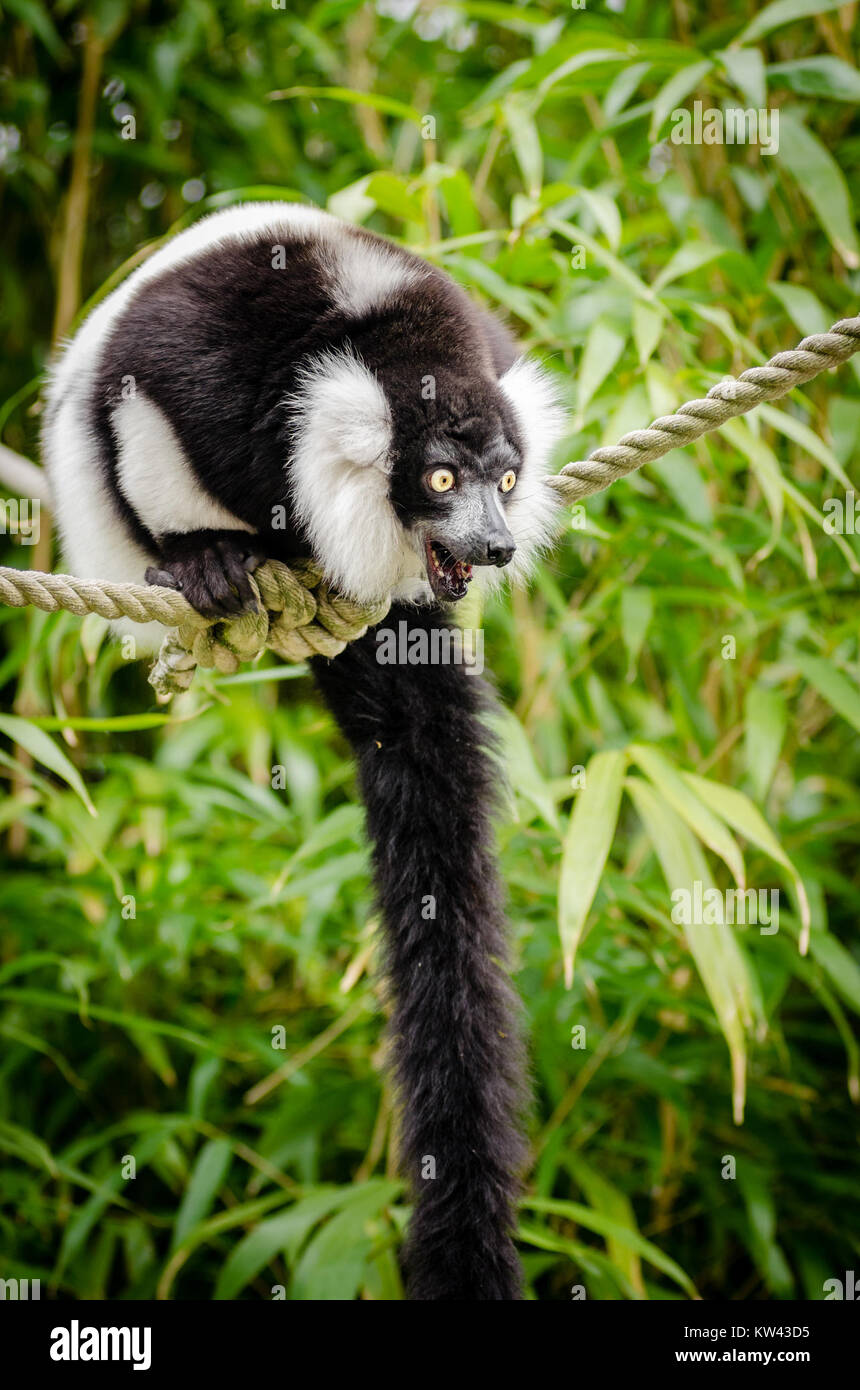 The Black and White Ruffed Lemur is a critically endangered species ...