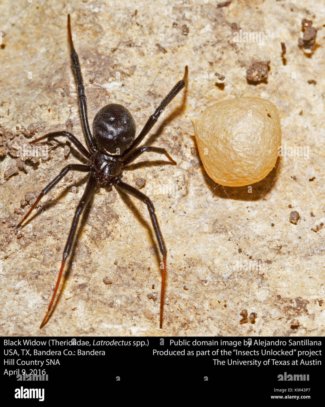Spider reproductive hi-res stock photography and images - Alamy