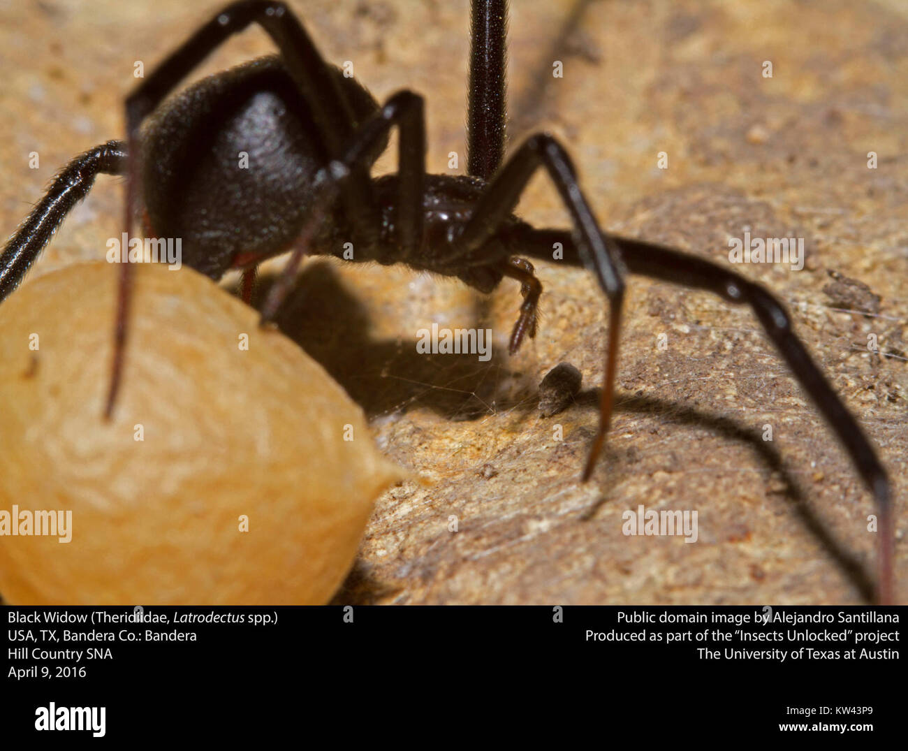 Black Widow with egg sac (Theridiidae, Latrodectus spp.) (26369458306 ...