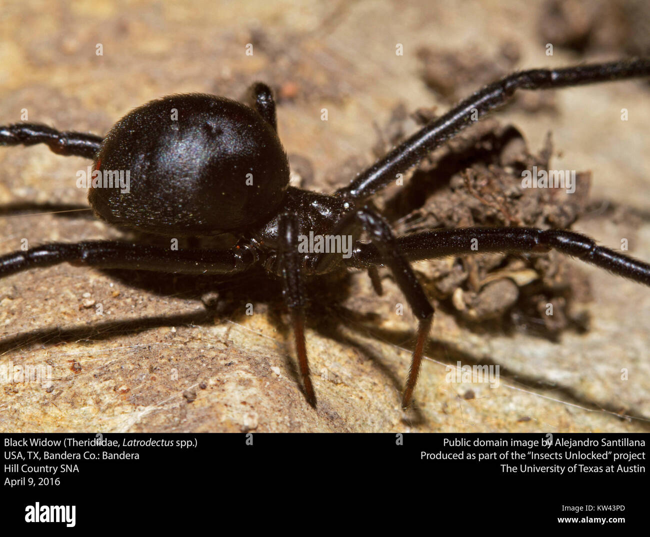 Black Widow (Theridiidae, Latrodectus spp.) (25792609613 Stock Photo ...