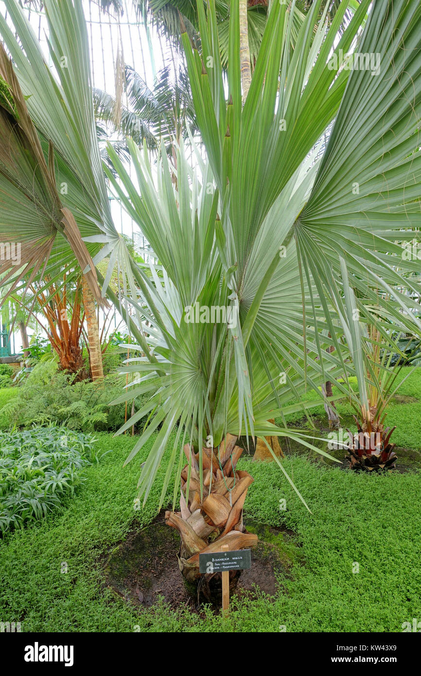Bismarckia nobilis is a species of palm, featured in the Laeken Royal ...