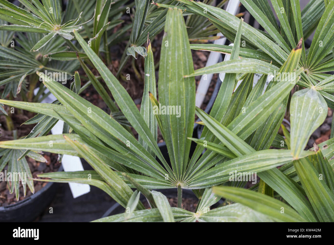 The leaf of the Chinese hemp palm (Chamaerops humilis) showcases its ...
