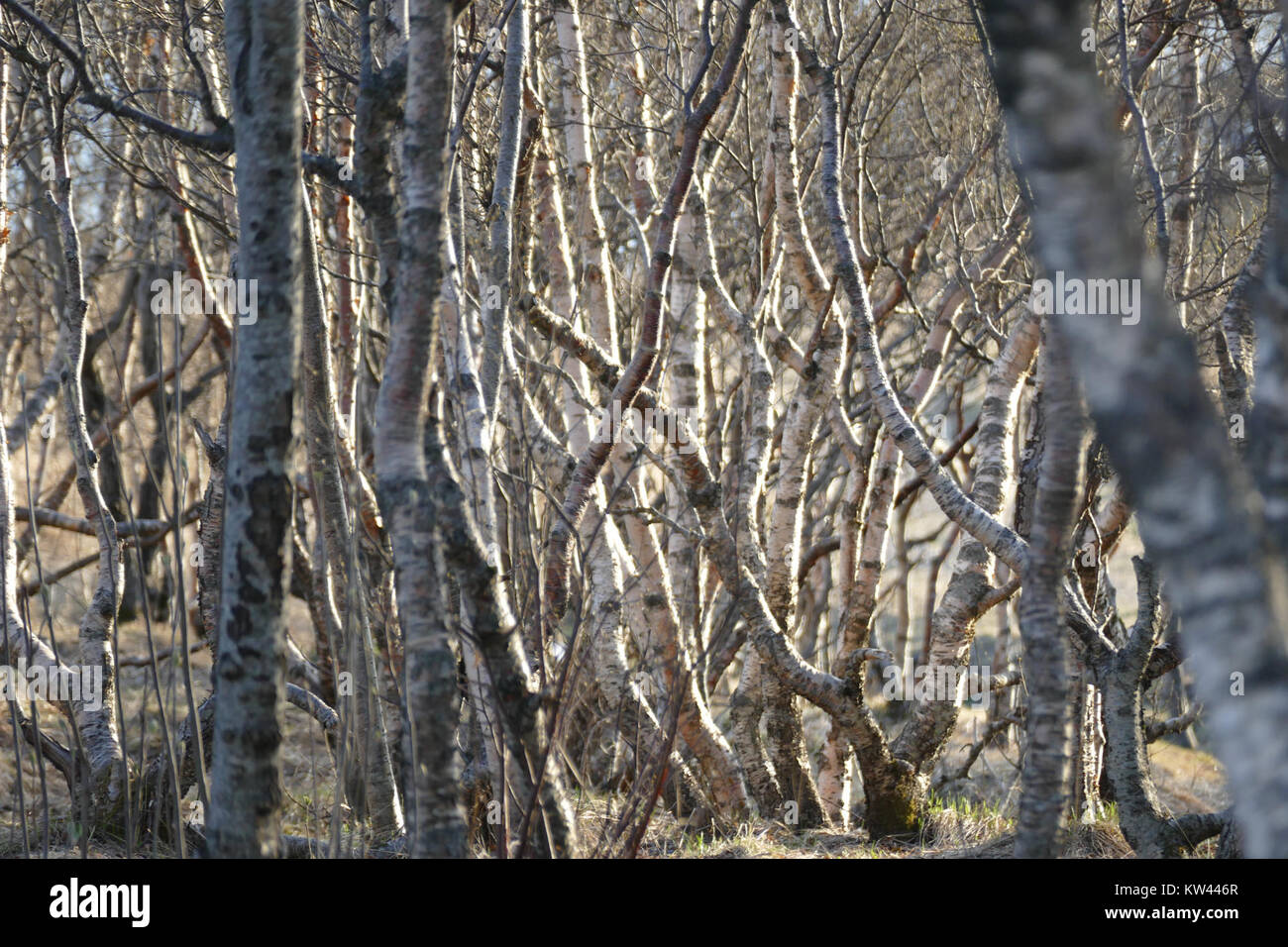 This image features birch trees, likely taken in a forested or rural ...