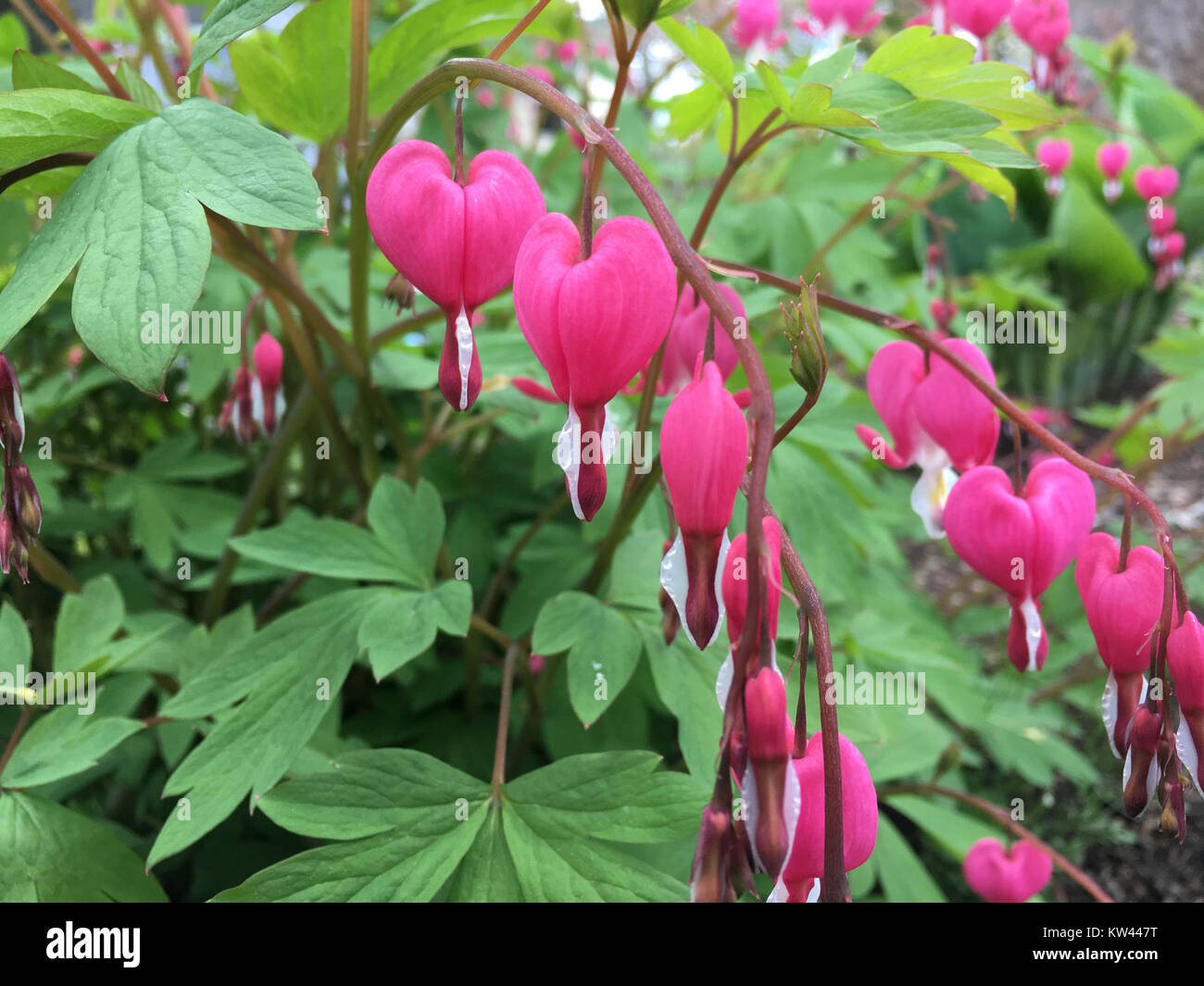 Bleeding heart book hi-res stock photography and images - Alamy