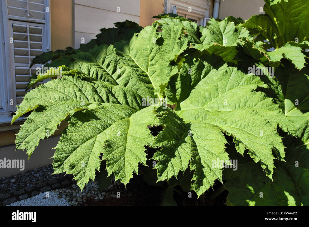 This image shows a leaf from Gunnera manicata, a large-leaved plant ...