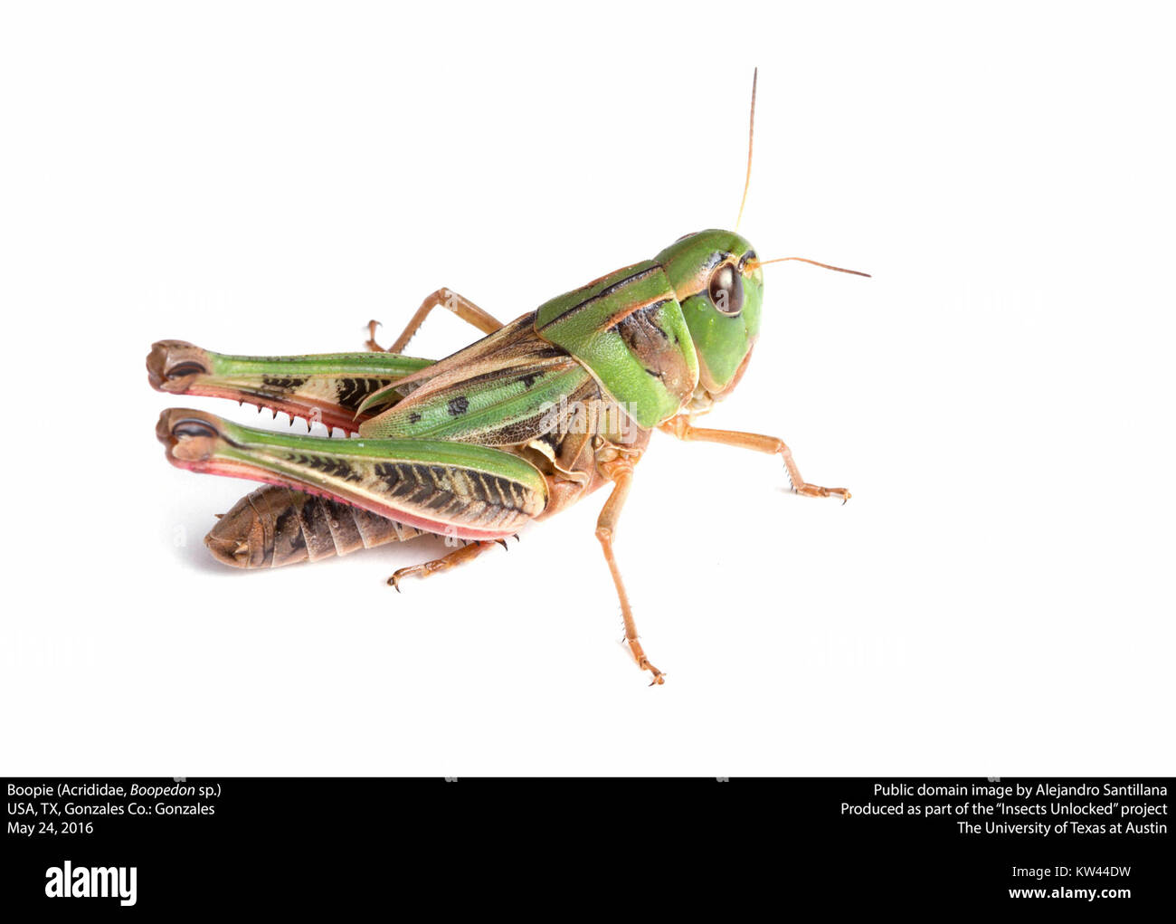 A close-up photograph of the grasshopper species Boopedon sp ...