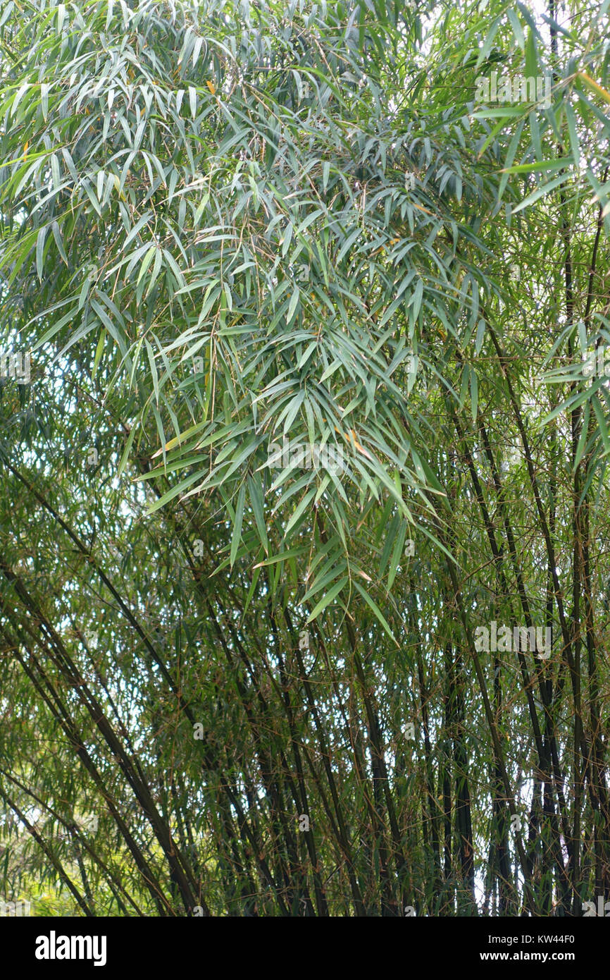 Borinda lushuiensis is a species of bamboo native to Yunnan, China ...