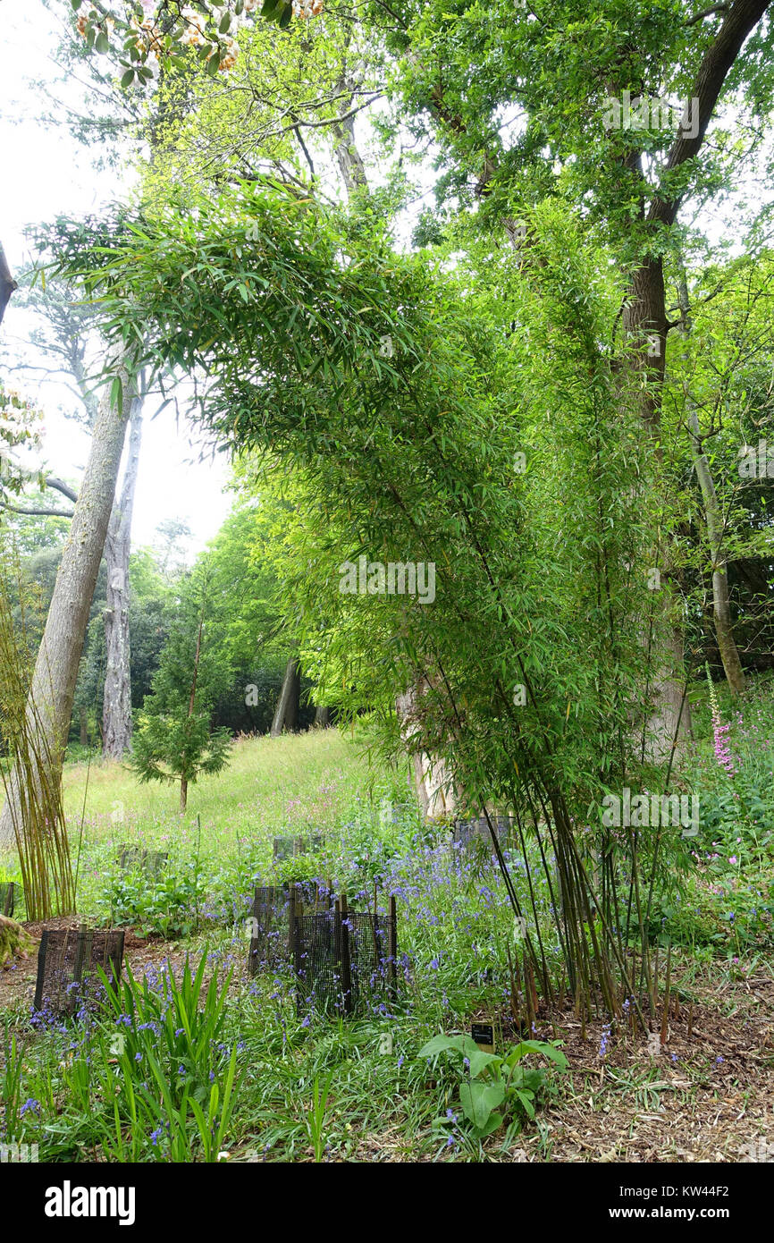 Trebah bamboo hi-res stock photography and images - Alamy