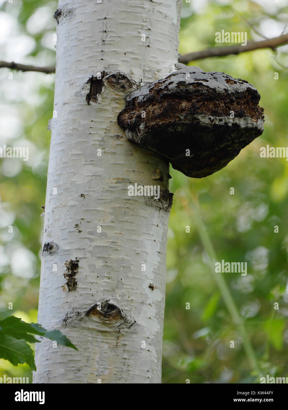 The image represents a birch tree with a fungal growth on its trunk ...