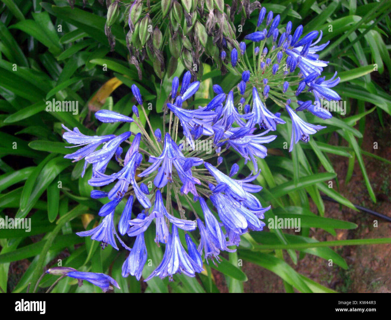 This photograph captures a field of blue flowers in Da Lat, Vietnam ...
