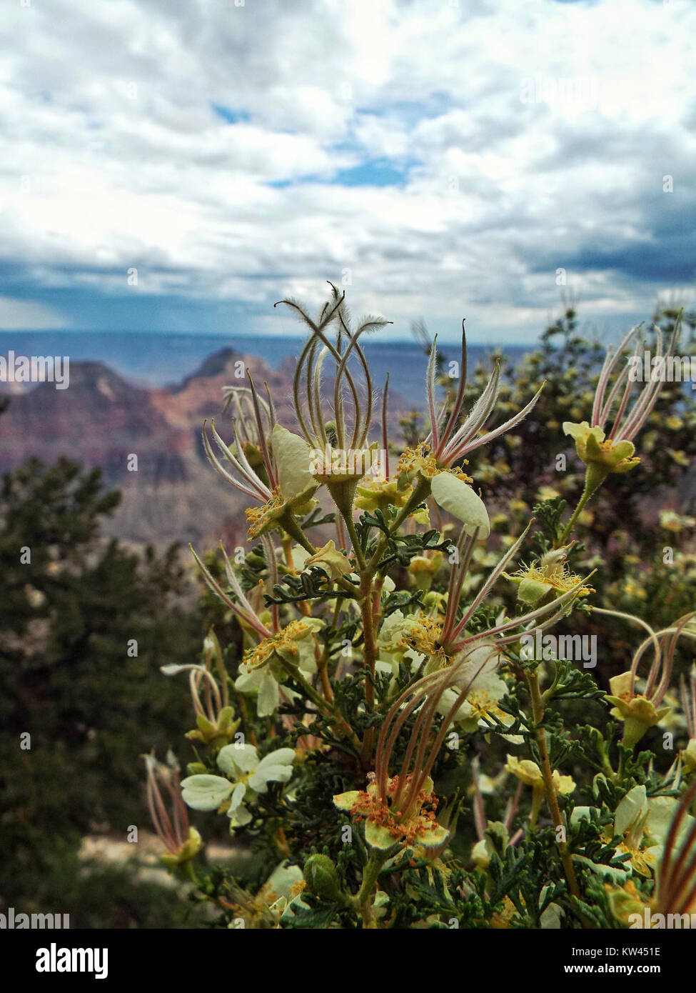 Photograph of blooming flora at the North Rim of the Grand Canyon ...