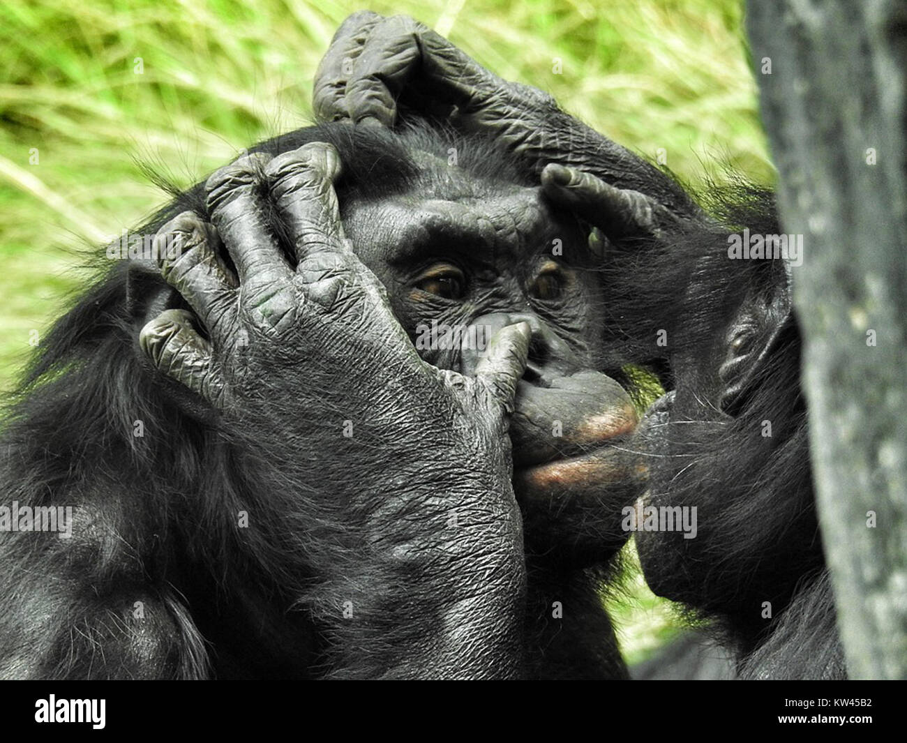 The San Diego Zoo is home to a group of bonobos, a species of great ape ...