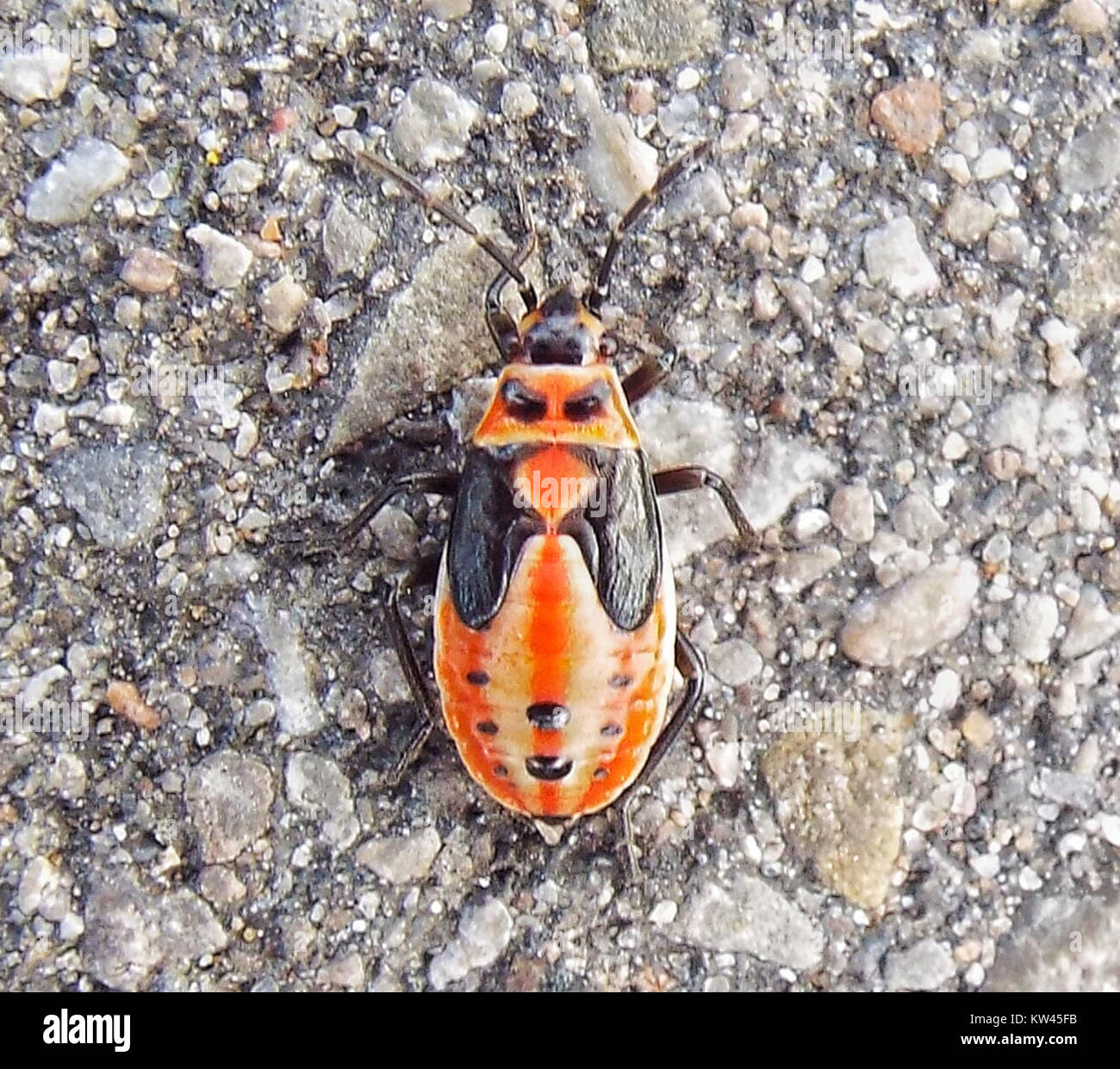 A blue bug was spotted in a parking lot, showcasing the insectâ€™s ...