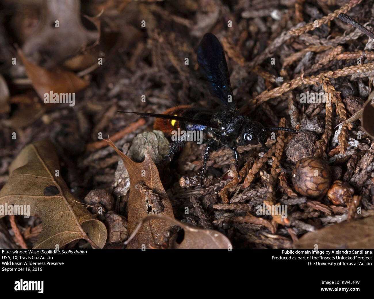 The Blue-winged Wasp (Scoliidae, Scolia dubia) is a species of wasp ...