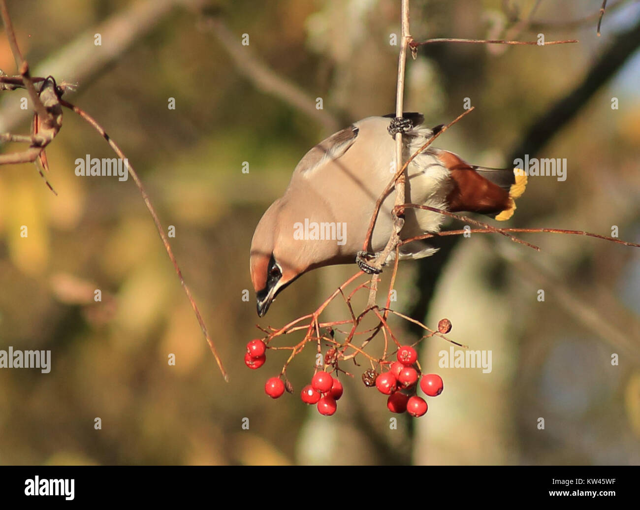 A photograph of a Bombycilla Garrulus, also known as the Bohemian ...