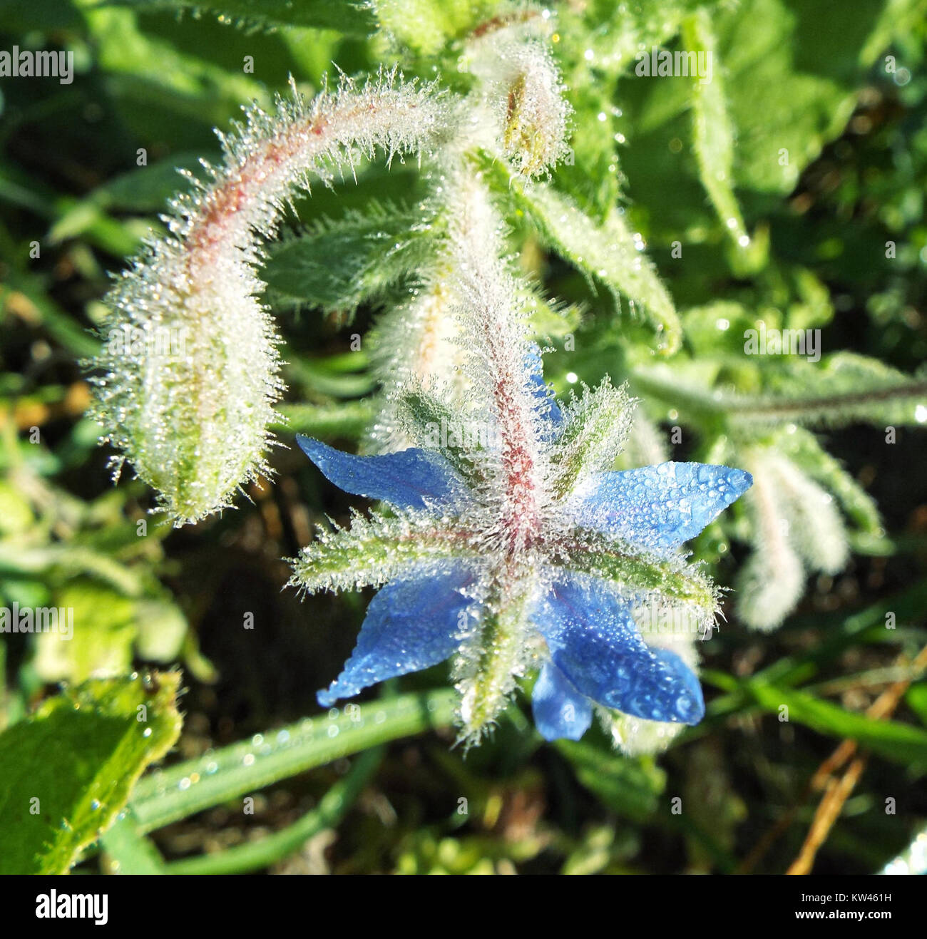 The blue star flower, captured in the morning dew, showcases its ...