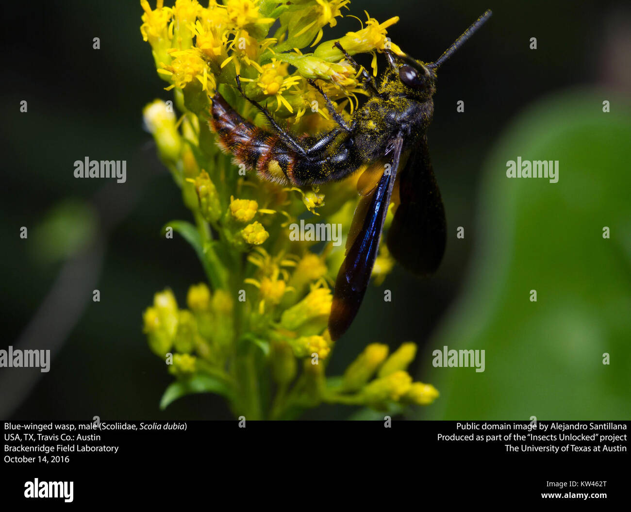 The blue-winged wasp (Scoliidae, Scolia dubia) is a species of wasp ...