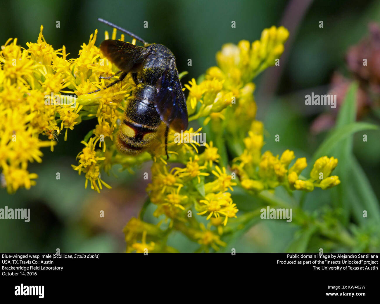 Blue winged wasp (Scoliidae, Scolia dubia) (30901482092 Stock Photo - Alamy