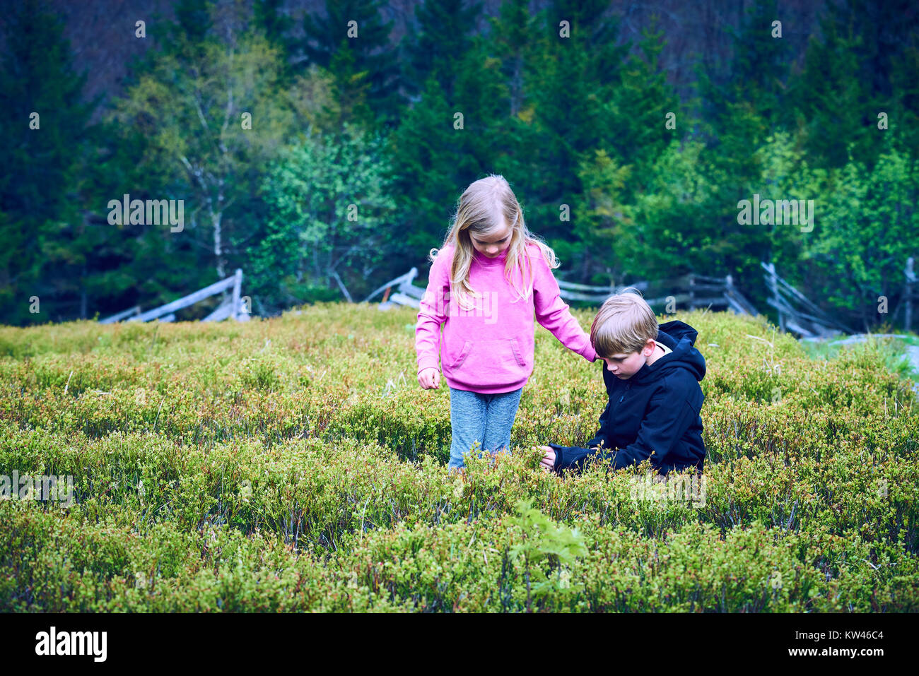 Child blond girl and boy picking fresh berries on blueberry field in ...