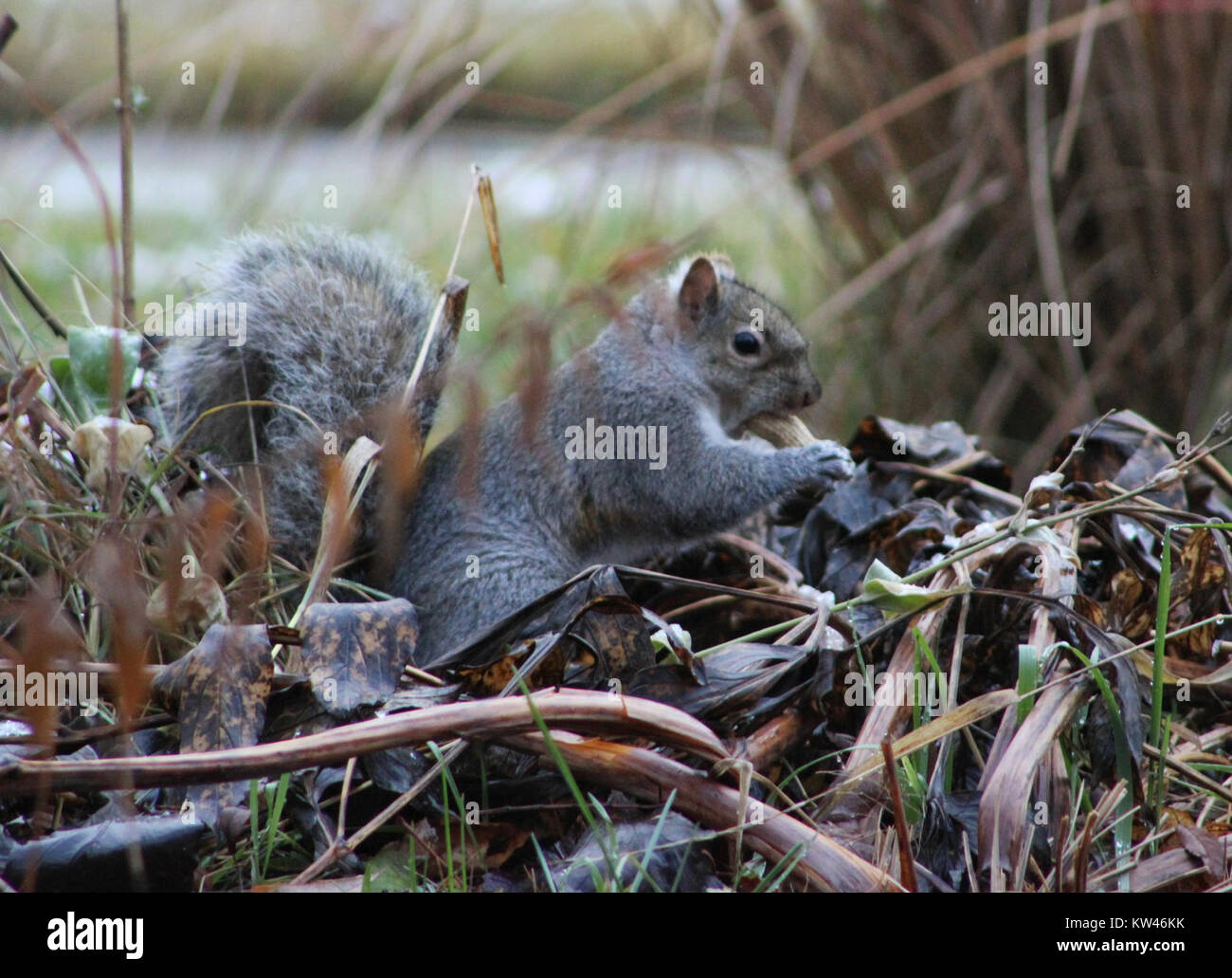 This image illustrates the expression 'bite off more than you can chew ...