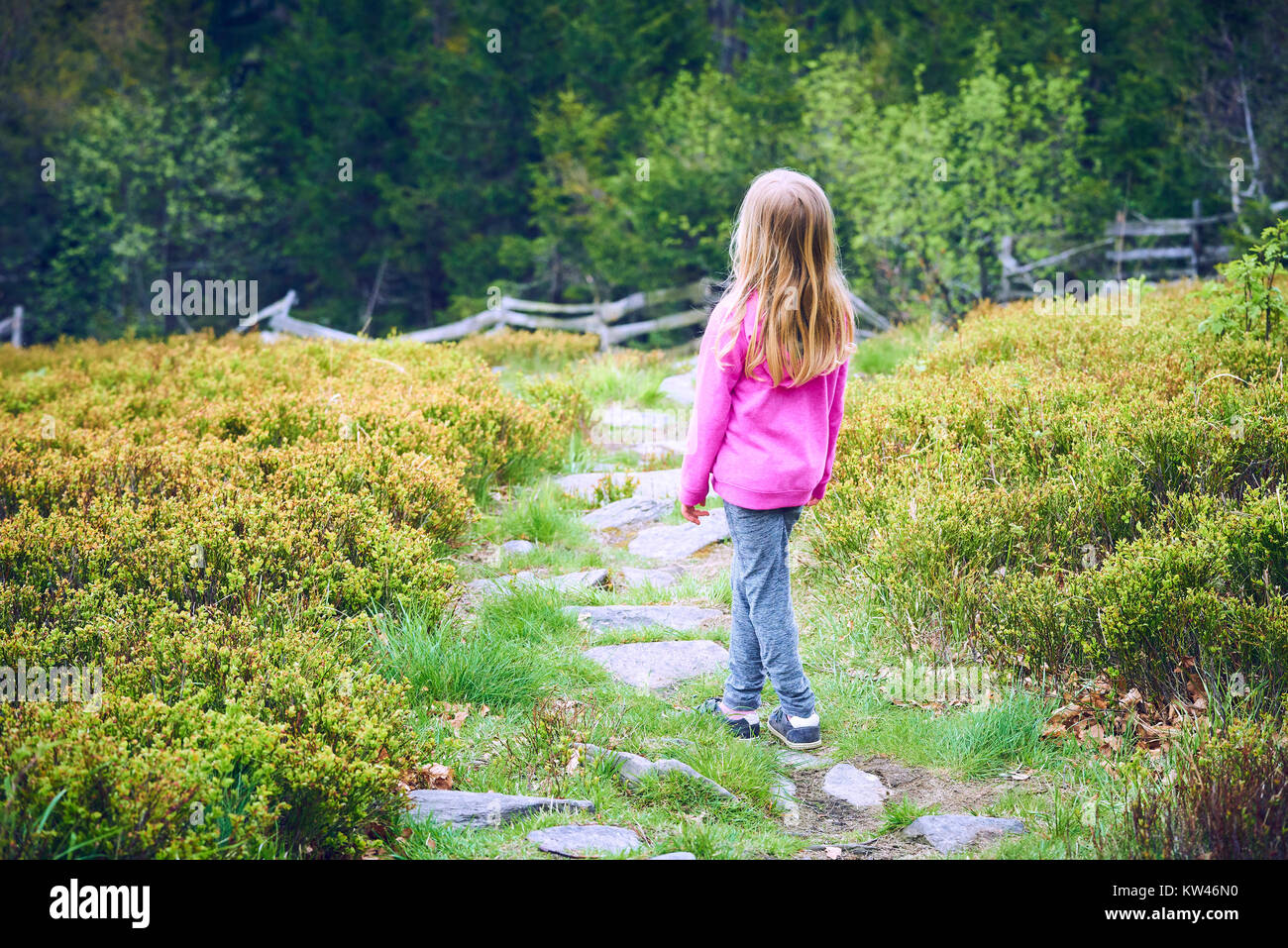 Child blond little girl picking fresh berries on blueberry field in ...