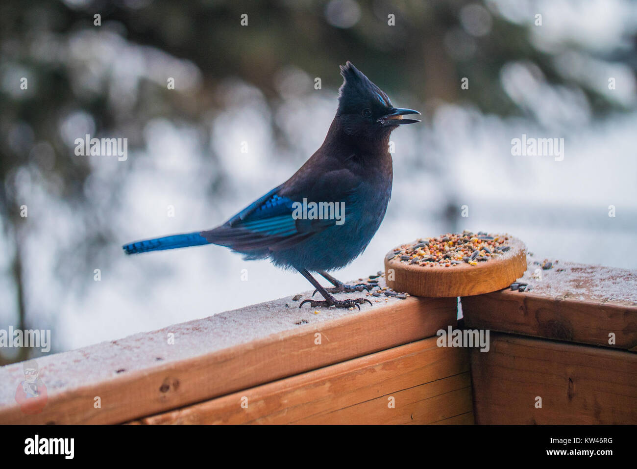 Vintage blue jay hi-res stock photography and images - Alamy