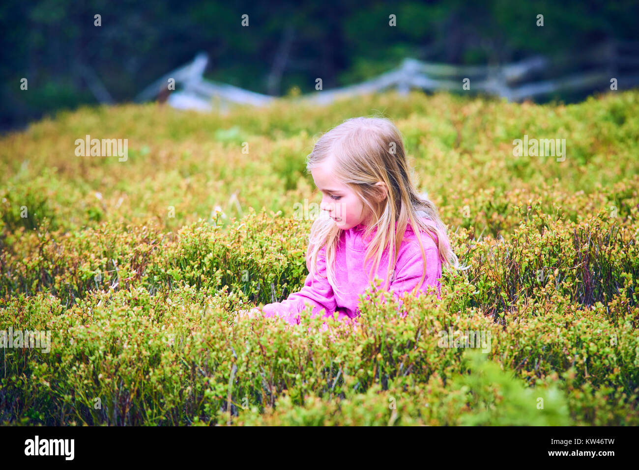 Child blond little girl picking fresh berries on blueberry field in ...